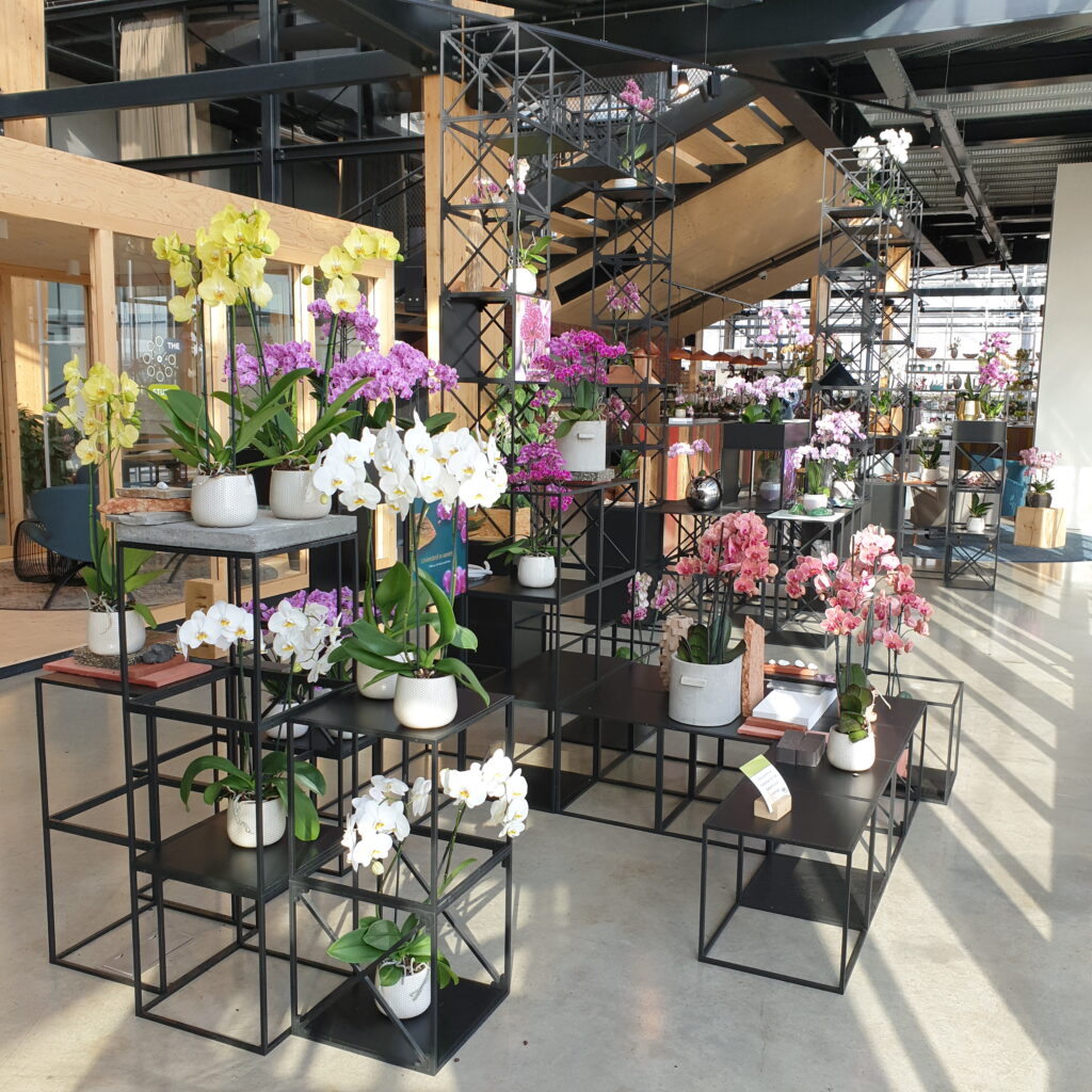 Flower display podiums with a modular build-up | GRID System